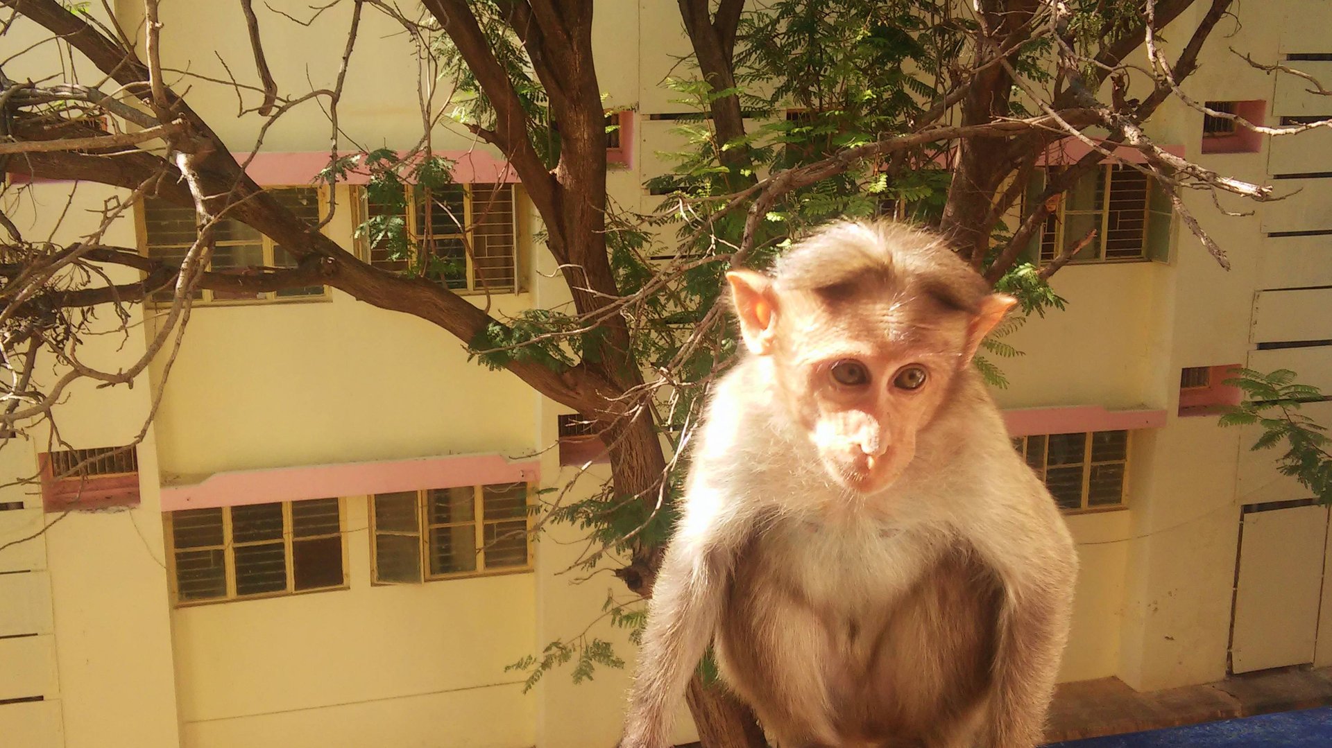 ОБЕЗЬЯНА ЕСТ. ИНДИЯ. ПУТТАПАРТИ. СМЕШНЫЕ ОБЕЗЬЯНКИ:)