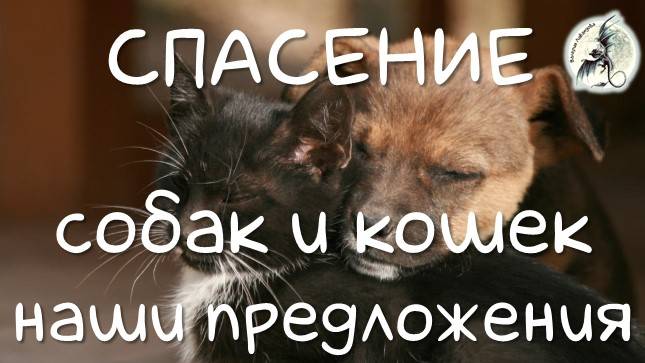 Спасение собак и кошек. Наши предложения Госдуме. НЕТ убийствам, ЗА ЖИЗНЬ!