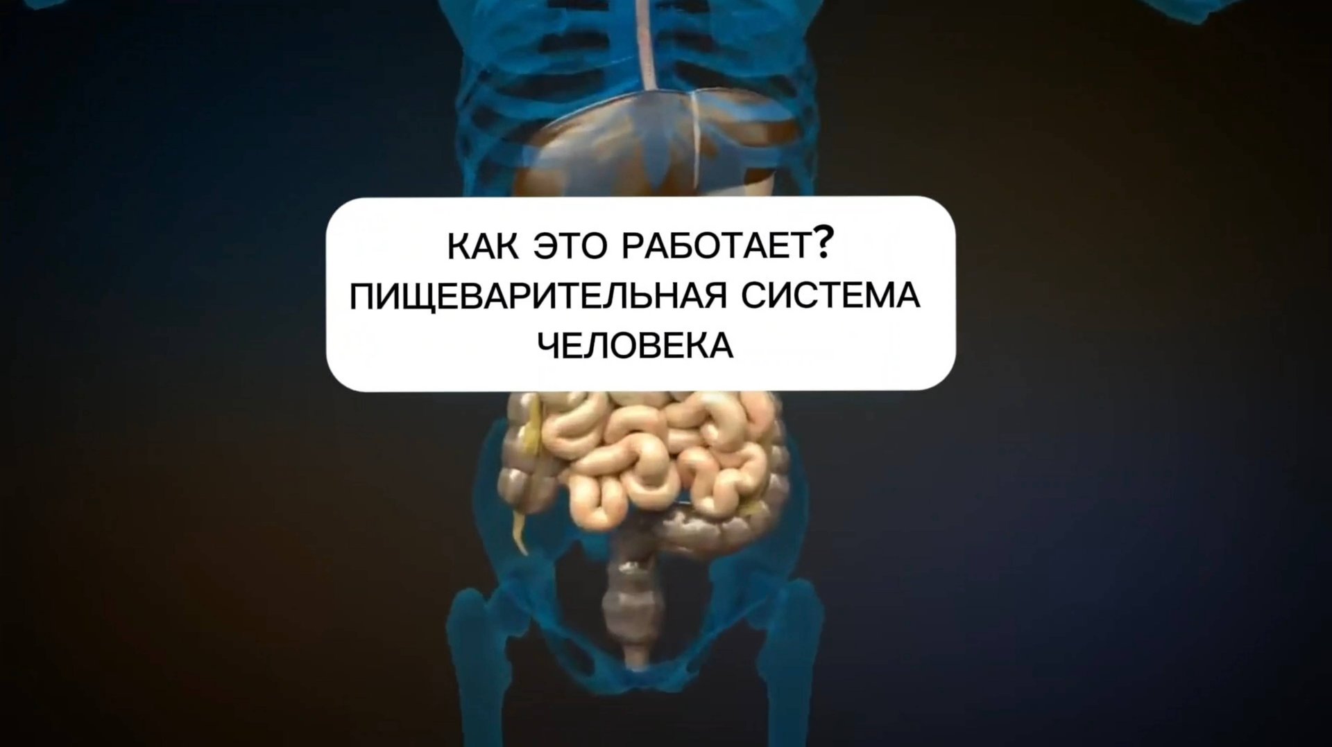 Пищеварительная Система 
Человека. КАК ЭТО РАБОТАЕТ?