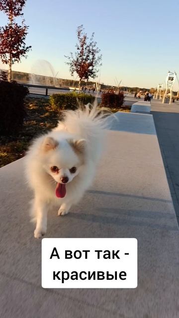 Как гуляют умные собаки и как гуляют красивые