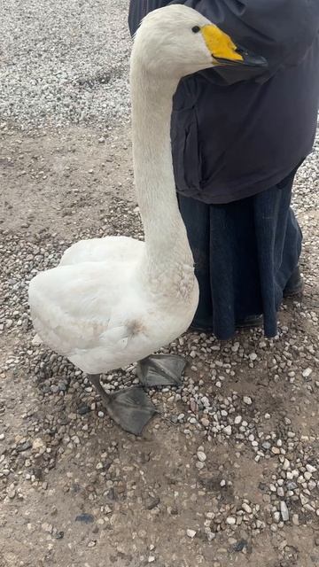 Лебедь Мартин