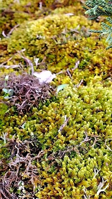 А вы видели, как растёт мох? Можжевеловая роща. Новый Свет.