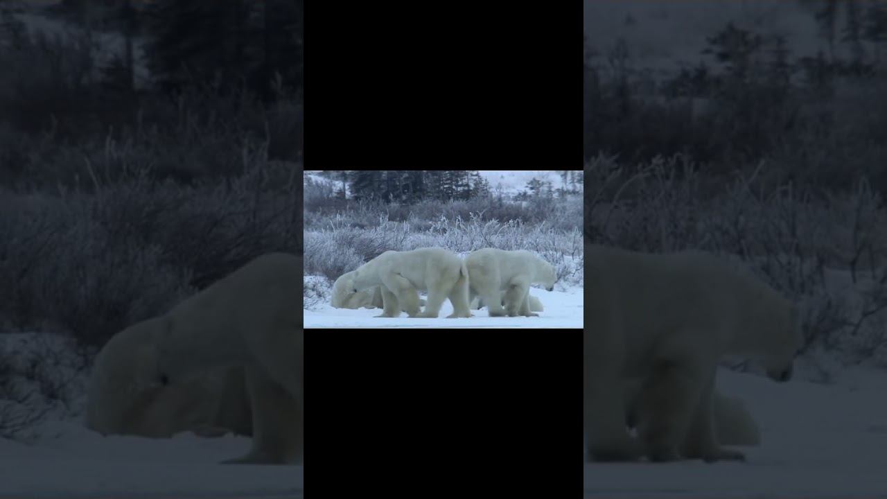 Male Polar Bears   Competition for a Female  Part 1 #shorts #music #bear