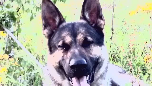 Собачий рай