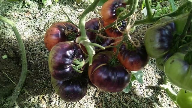 Томат Черничный десерт, обзор, дегустация