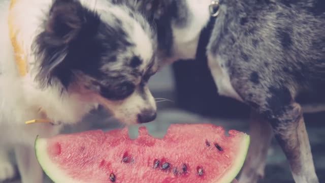 Их разлад из-за сладкого сюрприза 🍉 Мистический подарок и реакция друзей 🎥