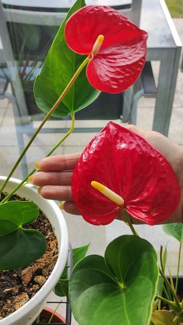 От чего зависит размер цветка у Антуриума?