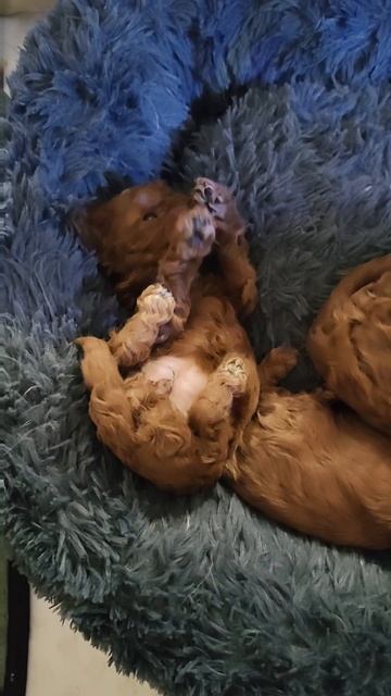 Пудель Тикап,Редбраун