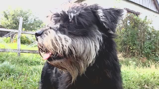 Дейка пришёл в гости