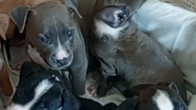 62 Уникальный отпечаток носа