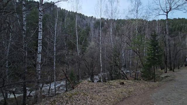 терренкур вдоль реки Белокуриха 1часть