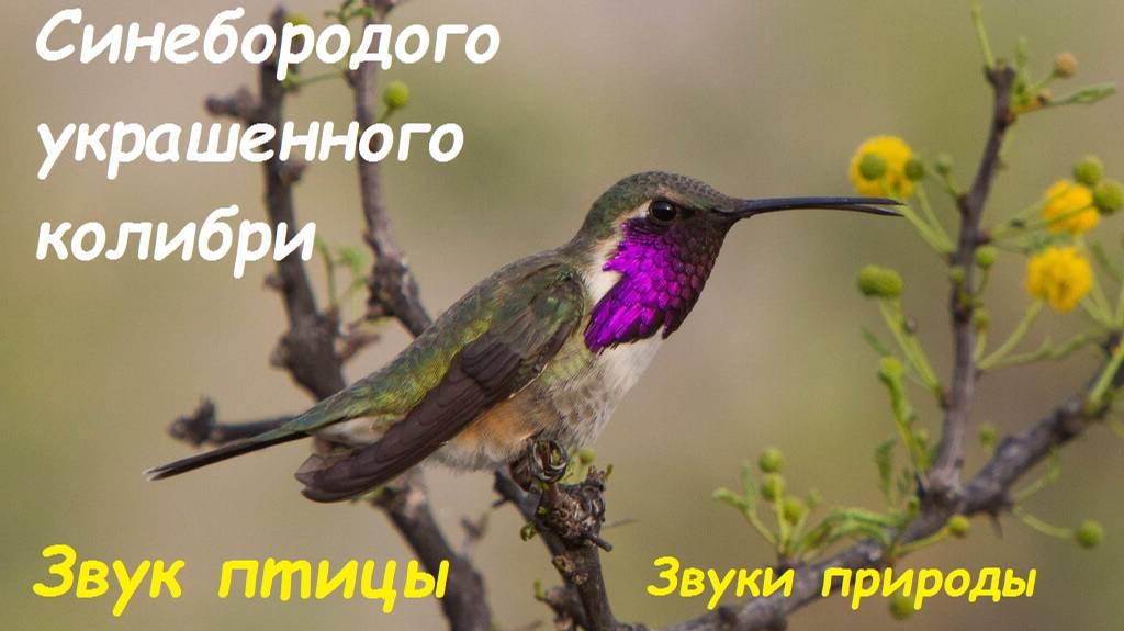 Звук птицы. синебородый украшенный колибри. Звуки природы