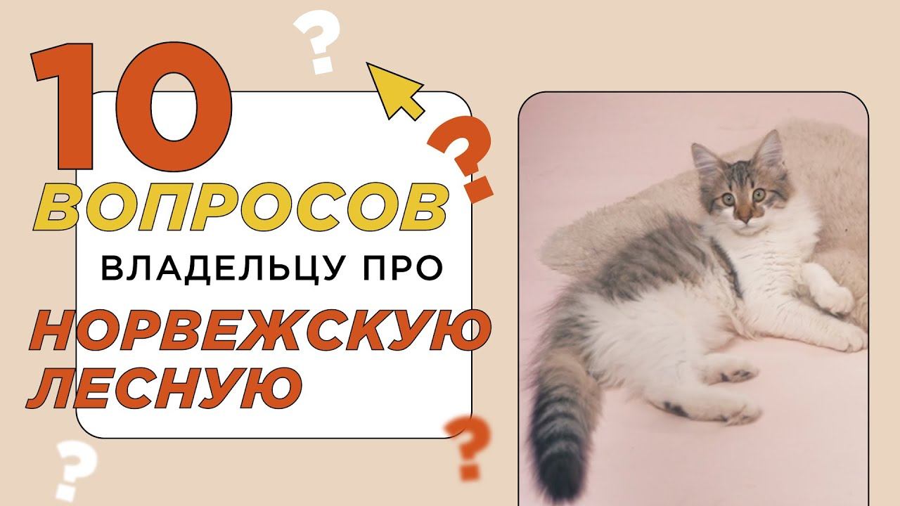 10 вопросов про норвежскую лесную кошку: описание породы, характер и стоимость