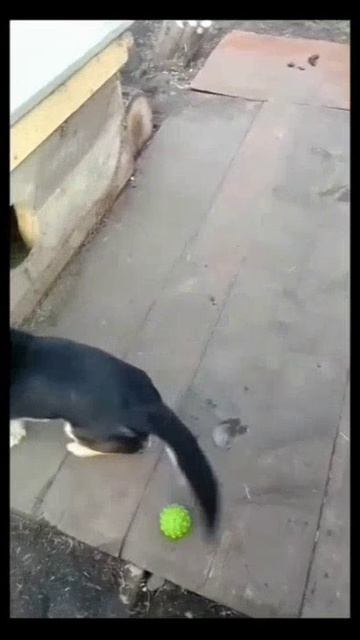 🥰 🐕Жужик 🤪