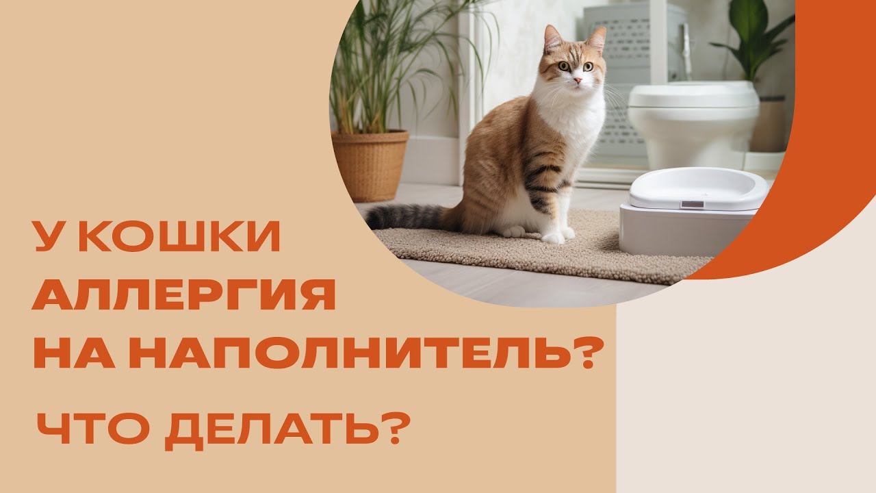 Может ли у кошки быть аллергия на наполнитель? Выбираем наполнитель для чувствительной кошки