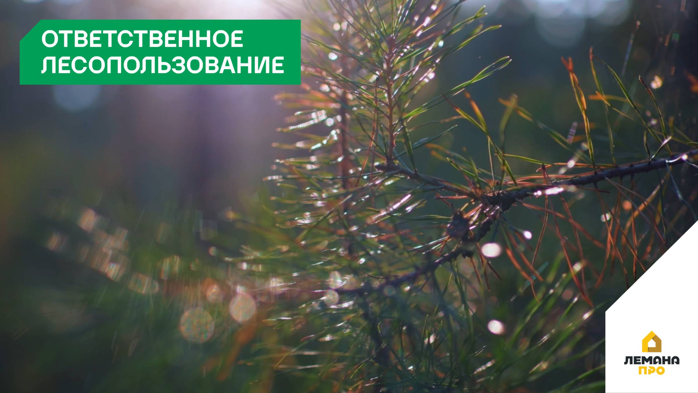 Ответственное лесопользование.
