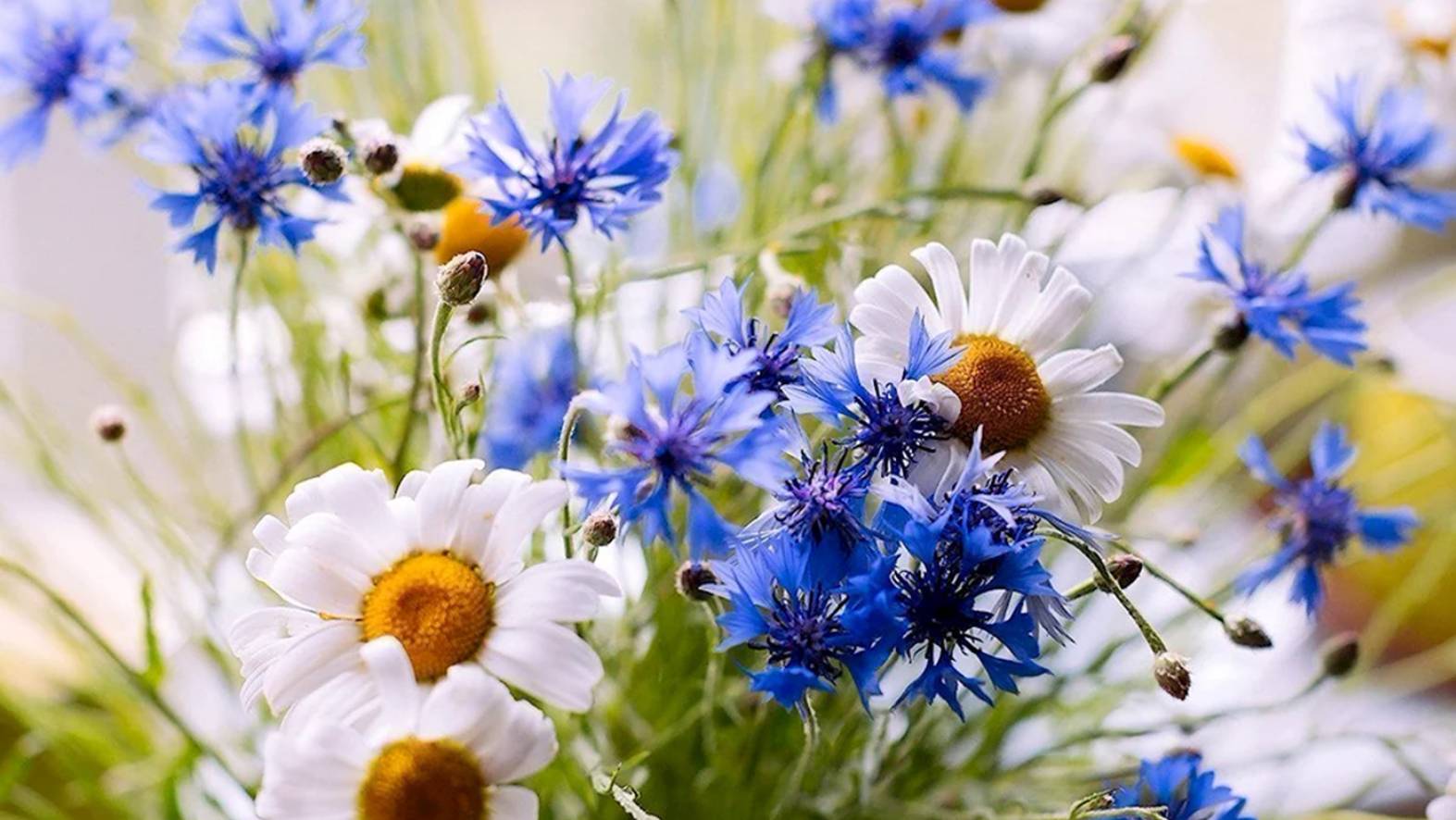 "ВАСИЛЬКОВО-РОМАШКОВЫЙ ЛУГ" - ПОЭТ НИНА ИГНАТОВА