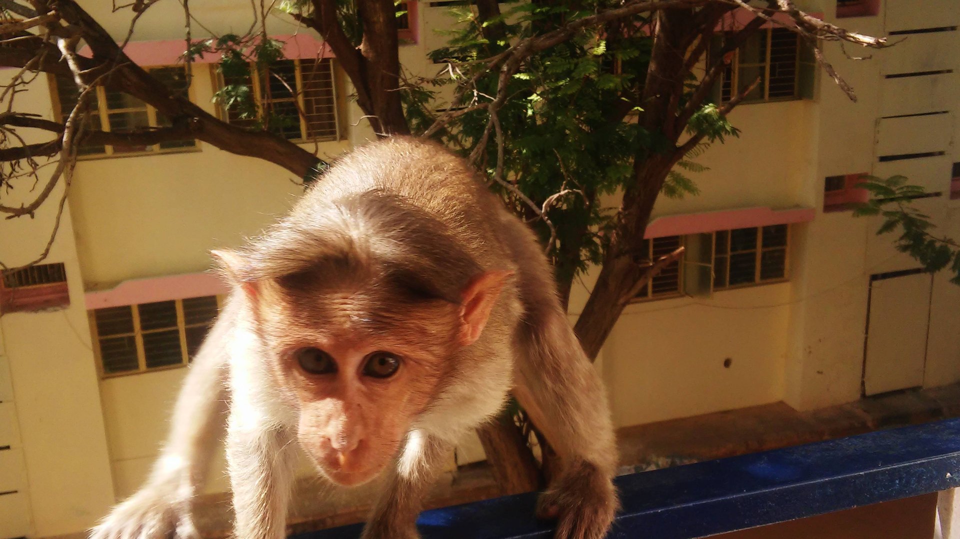 ОБЕЗЬЯНЫ ХУЛИГАНЫ. ИНДИЯ. ПУТТАПАРТИ