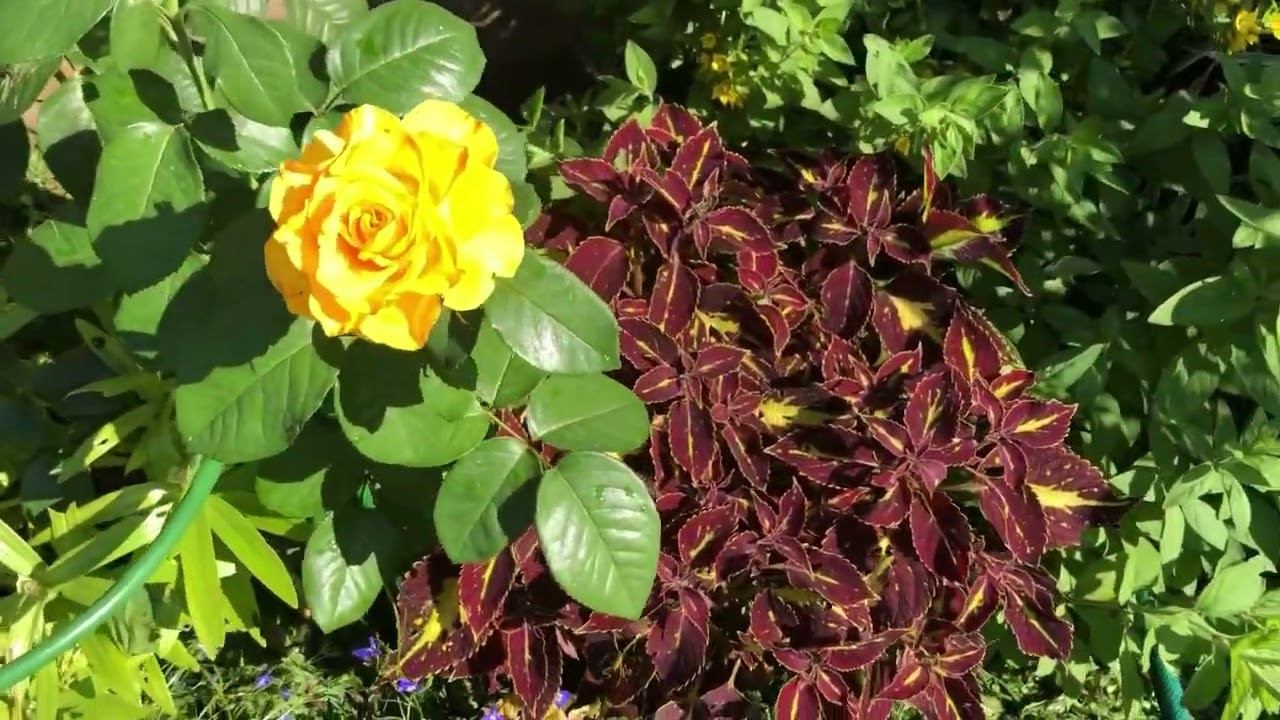 Коллекция колеусов 2022. Часть 2