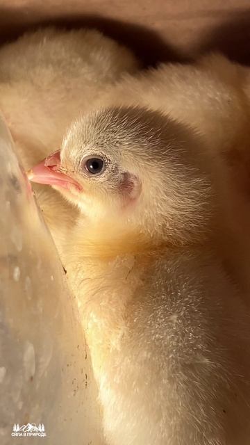 Чудесные цыплята!