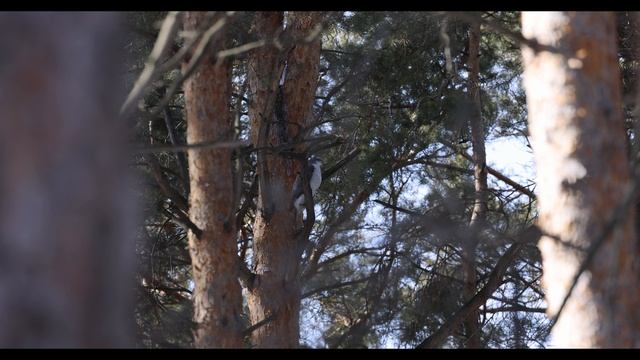 Тетеревятник