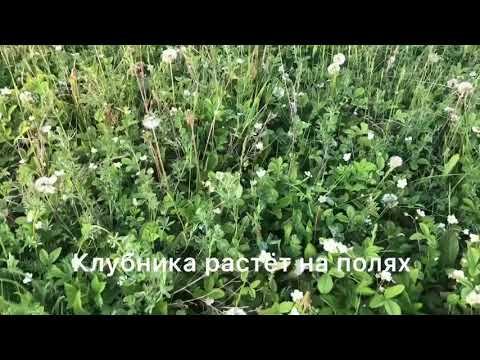 На Алтае клубнику собирают ведрами прямо на полях