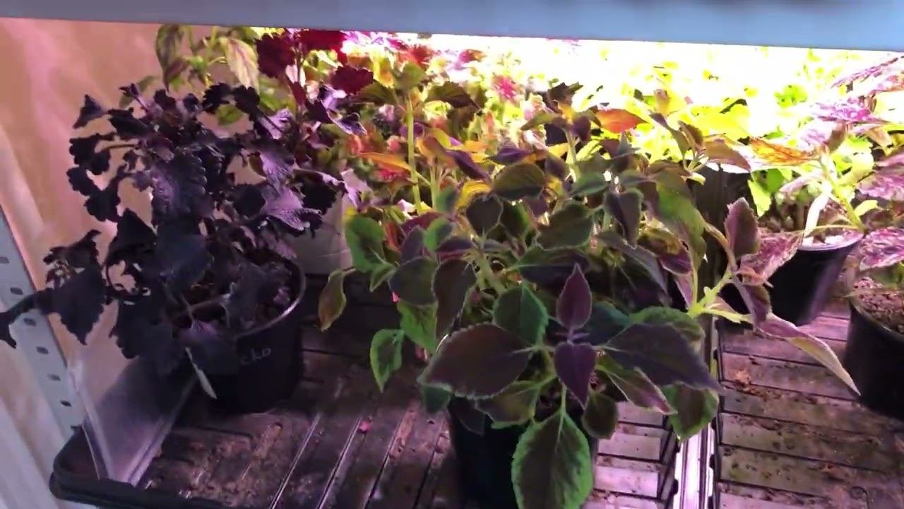 Обзор моей коллекции колеусов. Более 100 сортов. Зимнее содержание