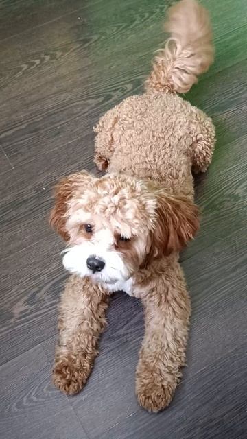 Спарки 🐕 любит поговорить  🐕🐶❣️