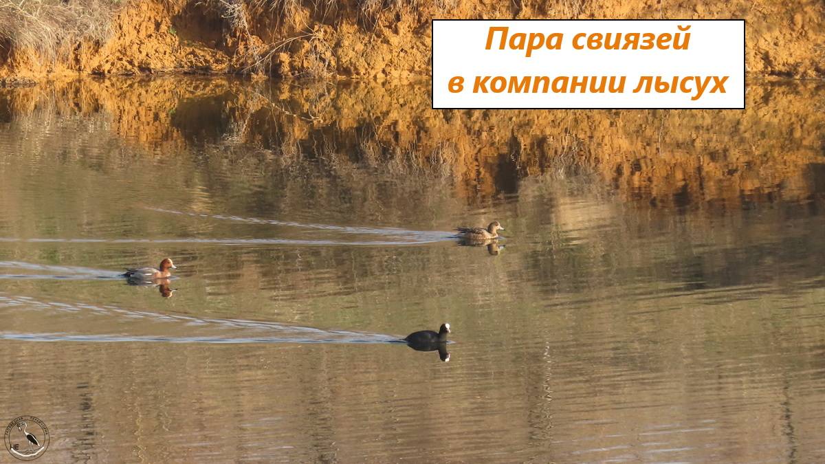 Пара свиязей в компании лысух. И огари мимолетом появились. 02.04.25