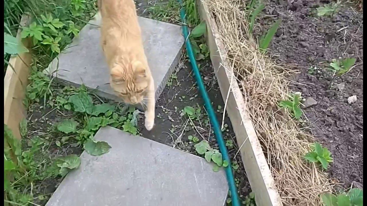 Переделала все грядки в огороде. Показываю, что получилось