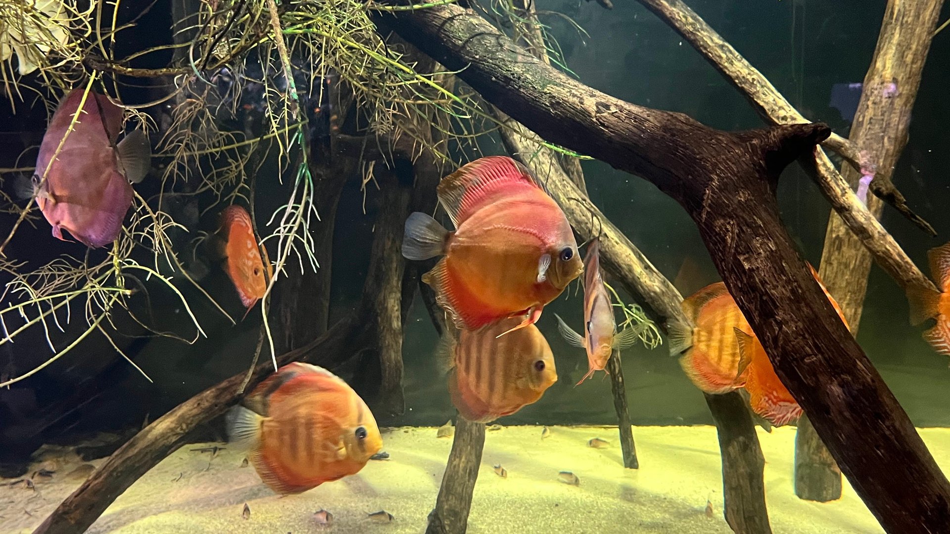 Москвариум на ВДНХ