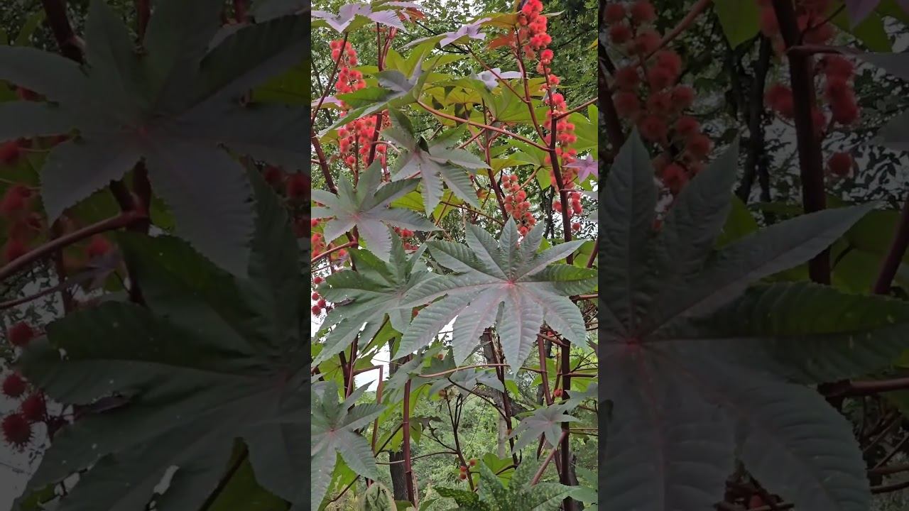 16 сентября 2024 г.