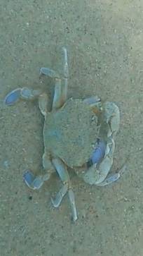 Подводная съёмка в Чёрном море Краб