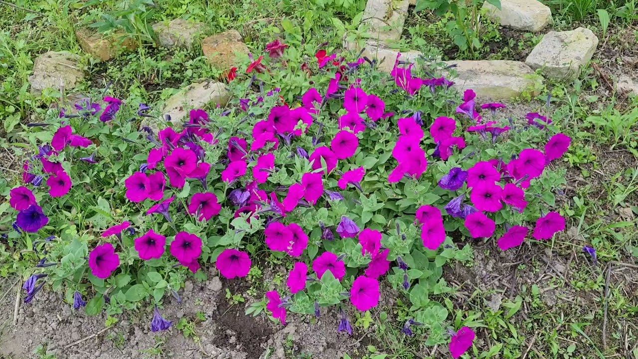 ДАЧА,  ПЕТУНЬЯ ШИКАРНАЯ,   Обзор  1 июля  2021