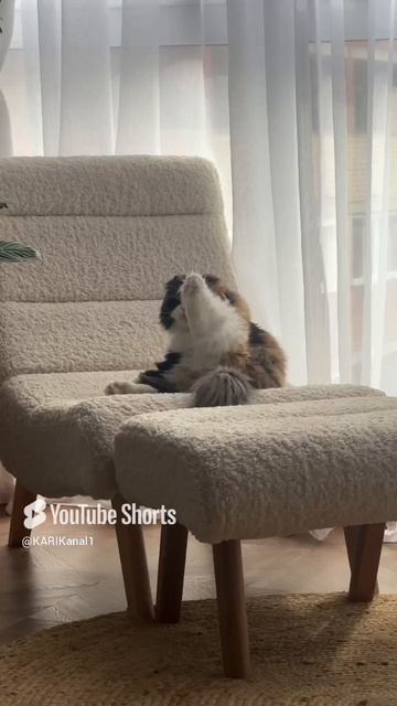 Когда в душе ты балерина #веселыекоты #видосики #смешныевидео #catshorts #smile