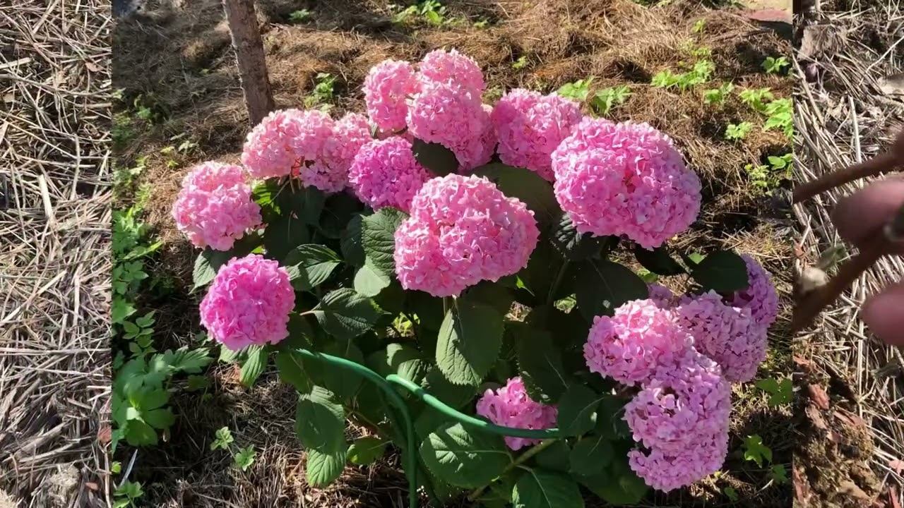 Как перезимовали в средней полосе России в открытом грунте крупнолистные гортензии?