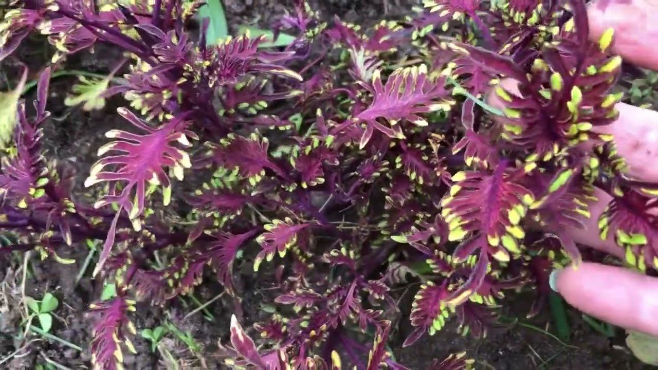 Коллекция колеусов, август 2022. Часть 1.