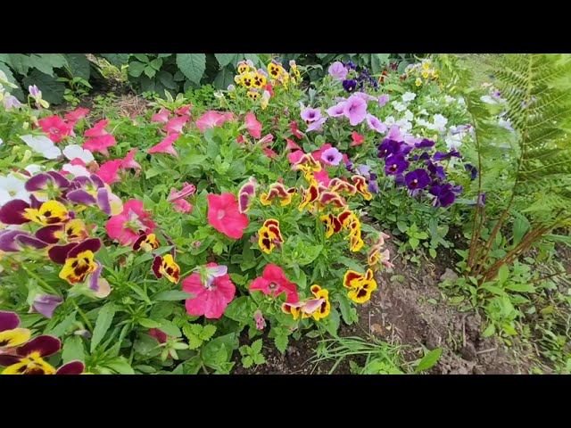 ДАЧА ЗАБРОШЕННАЯ , ДО и ПОСЛЕ  11.07.2021