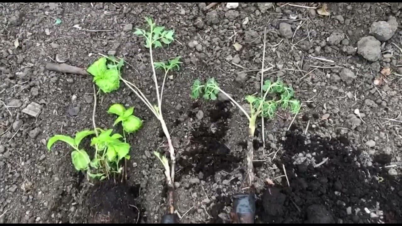 Какие ошибки я совершила при посадке пионов и гортензии из Леруа Мерлен и как их исправить?