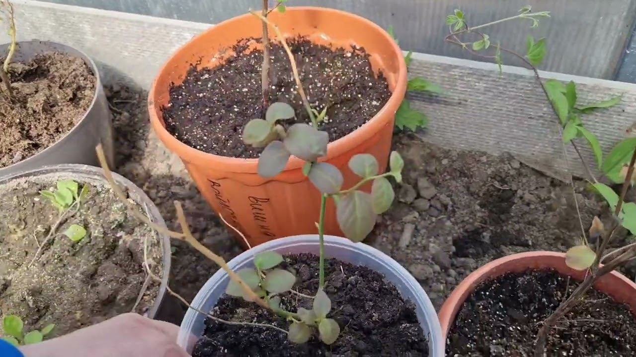 ВСЁ ВЫЖИЛО. 22.04.2023