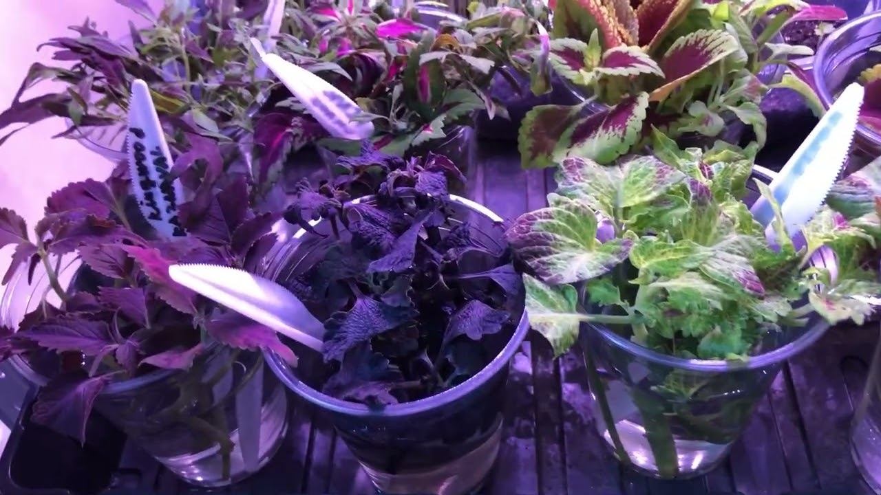 Советы по зимнему содержанию колеусов в доме или квартире