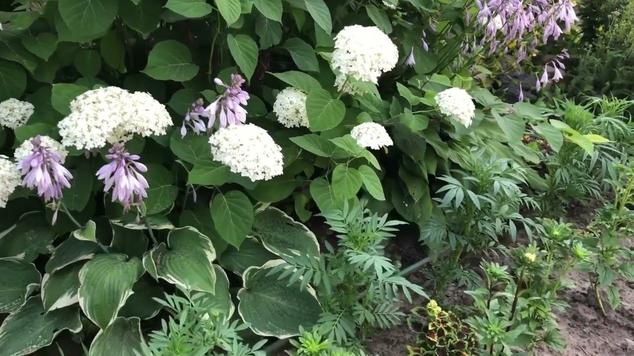 Десятиметровая клумба вдоль дороги через месяц после посадки и удивительное дерево павловния