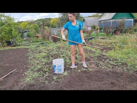 ДАЧА , ОГОРОД, ОСЕНЬ +25,  29.09.2021