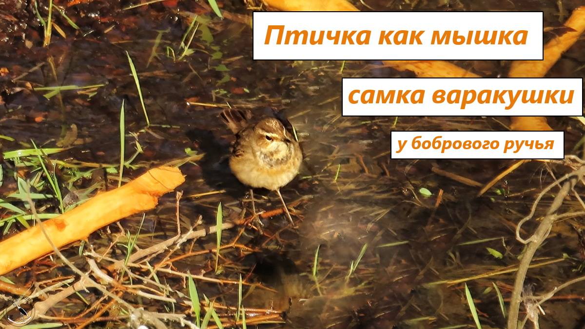 Варакушка, самка. Птица словно мышка, на берегу бобрового ручья. 09.04.25