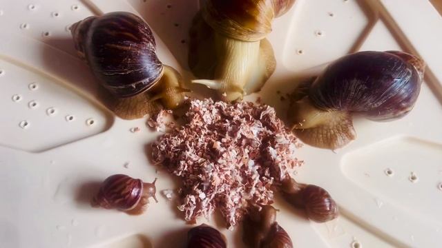 Завтрак Ахатинок | улиточки