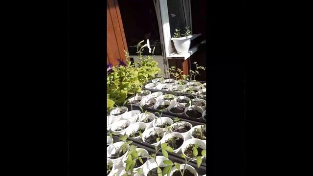 РАССАДА ПОМИДОР И ДРУГИХ РАСТЕНИЙ