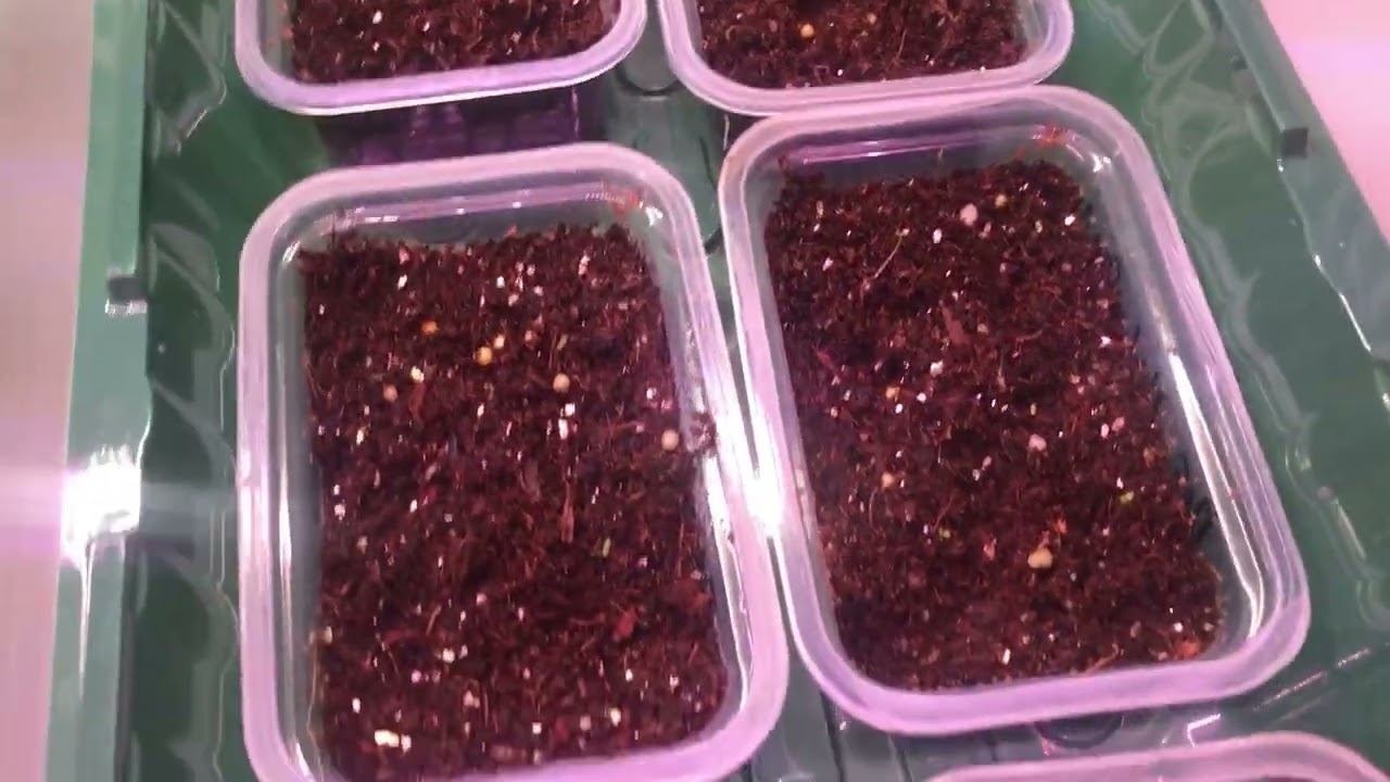 Неделя от посева ампельных петуний и катарантусов