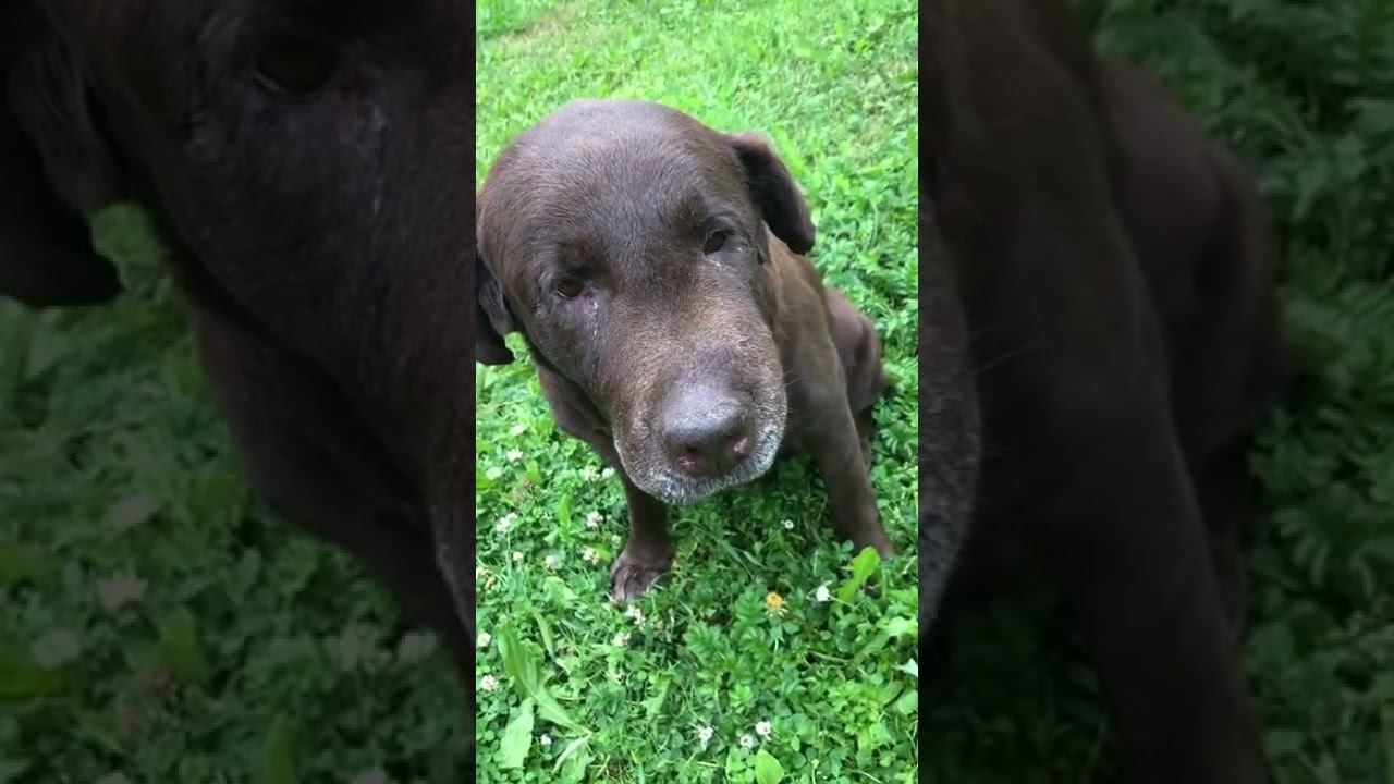 Бойцовая собака - лабрадорша Габи  #собака #Габи #лабрадор