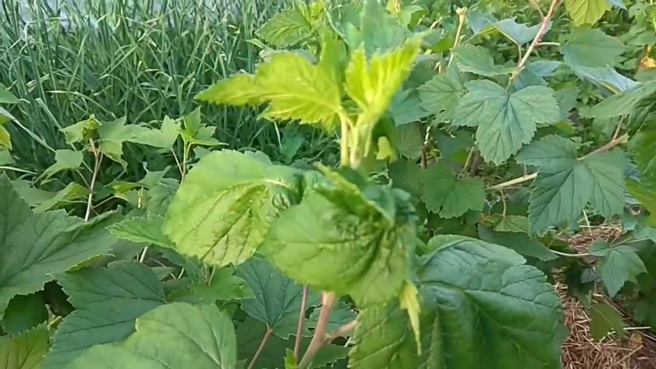 Единственное средство против тли на смородине, которое действительно работает!