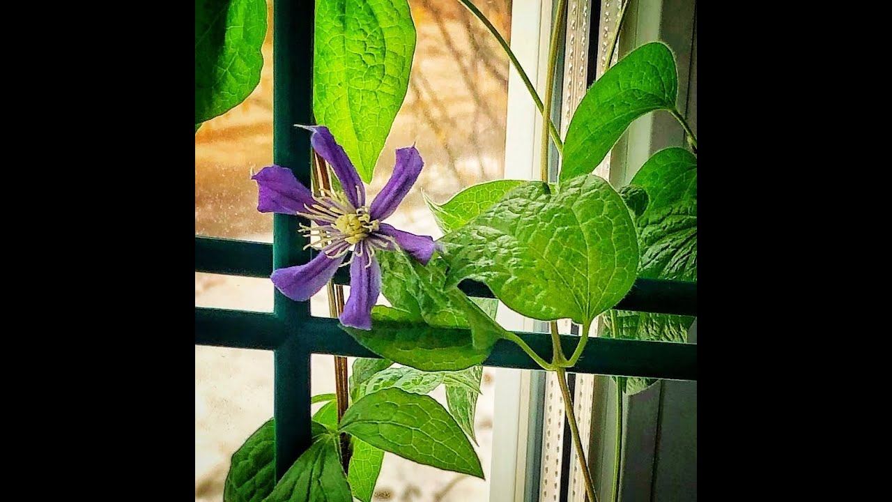 Пересаживаю все цветы из Леруа. Будут расти и никуда не денутся!